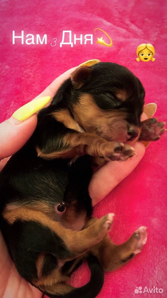 Щенки Йорка