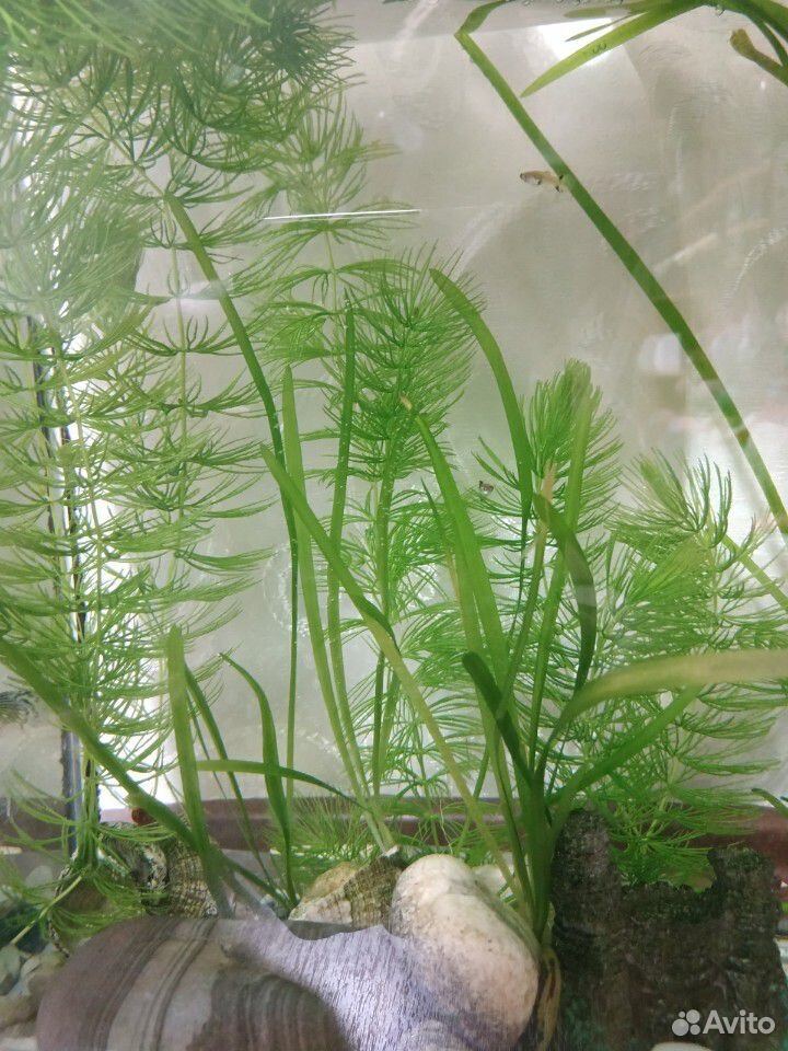 Аквариумное растение