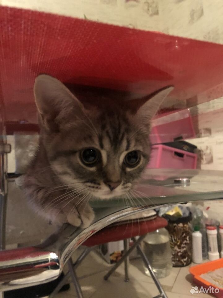 Котёнок британец