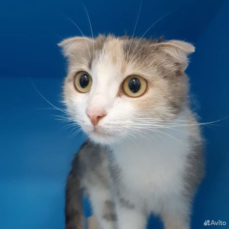 Ласковая, хрупкая, мурчалочка вислоушка Дуся