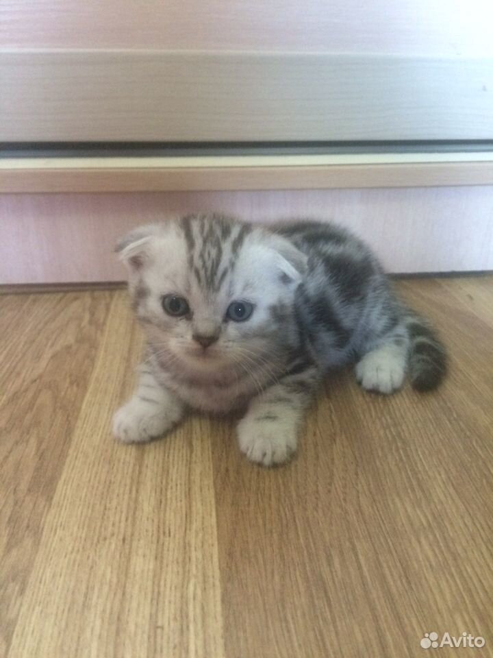 Котёнок Британский