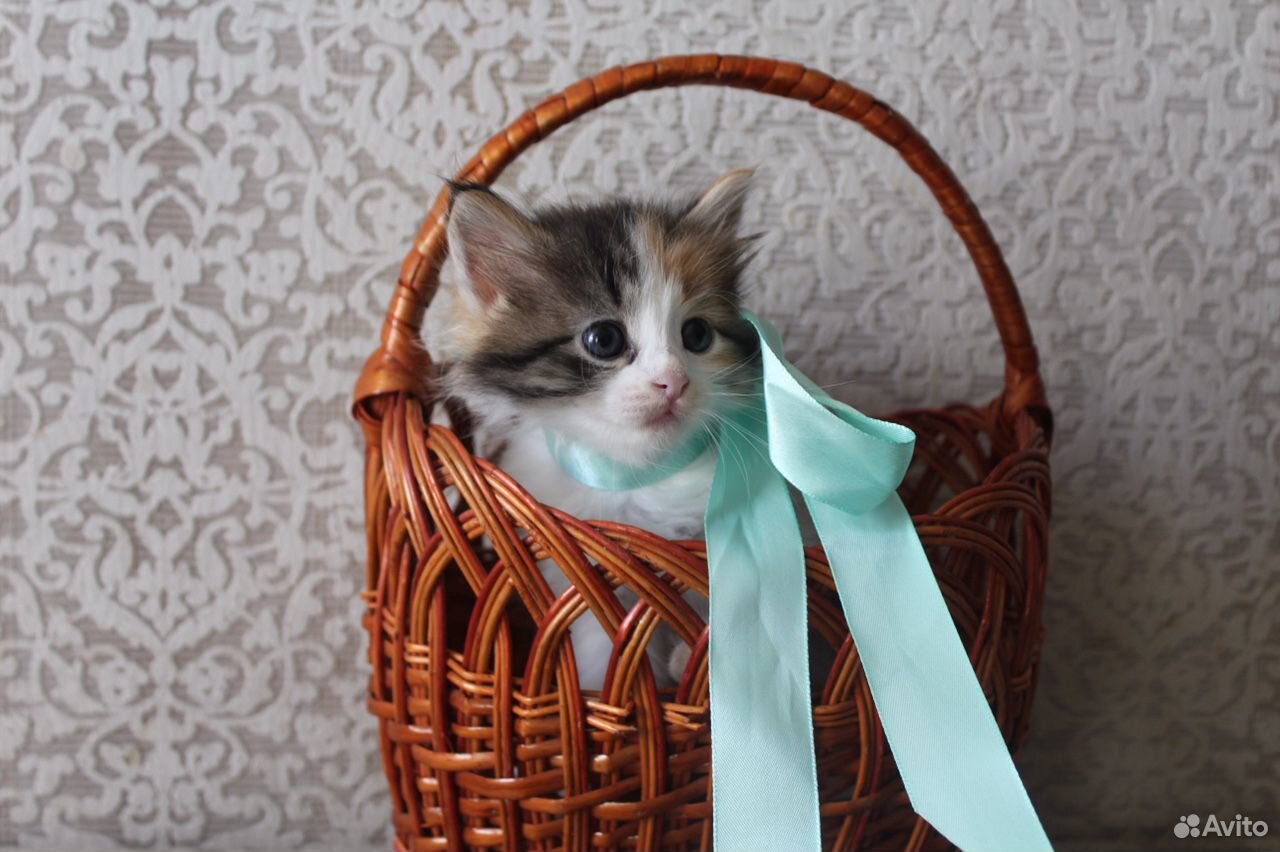 Котёнок который приносит удачу
