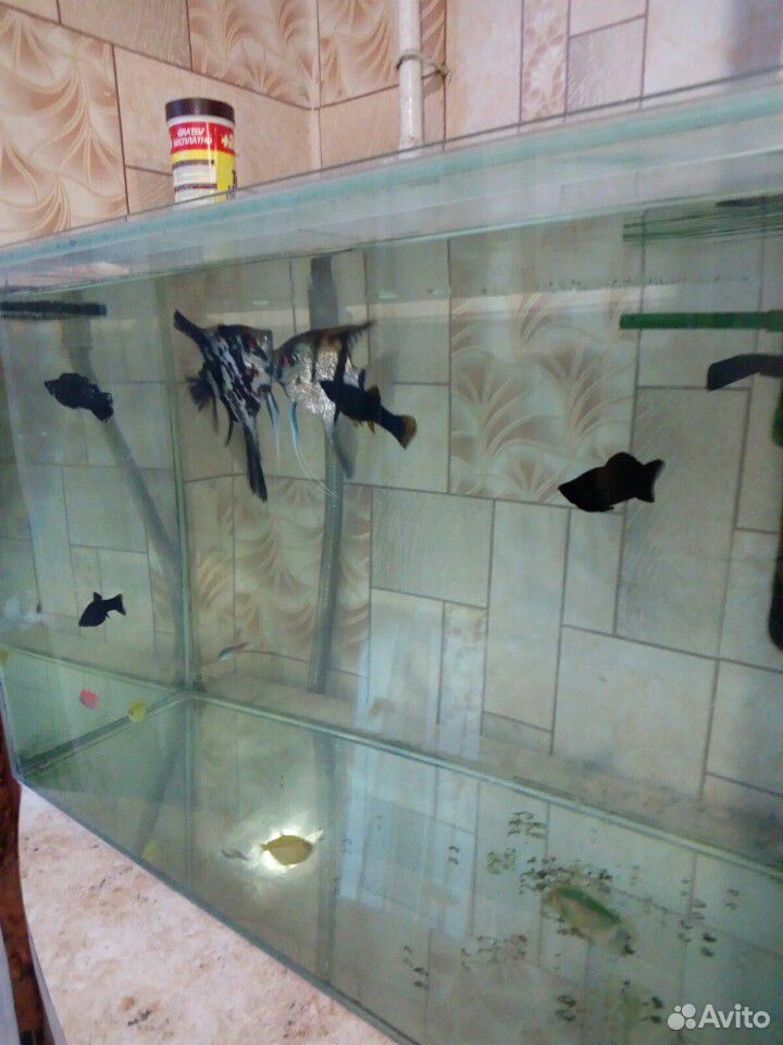 Аквариумные рыбки