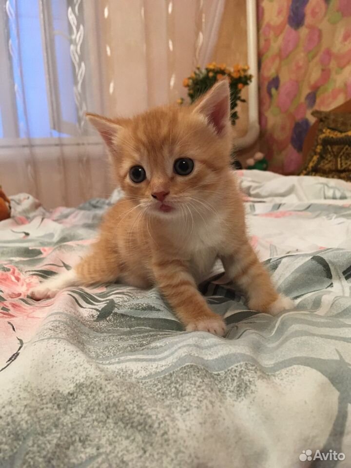 Котенок