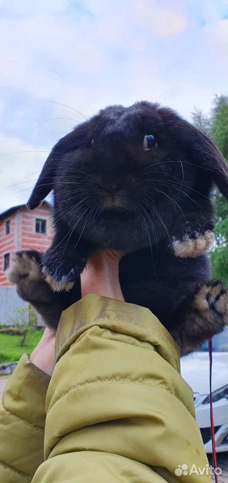 Кролик