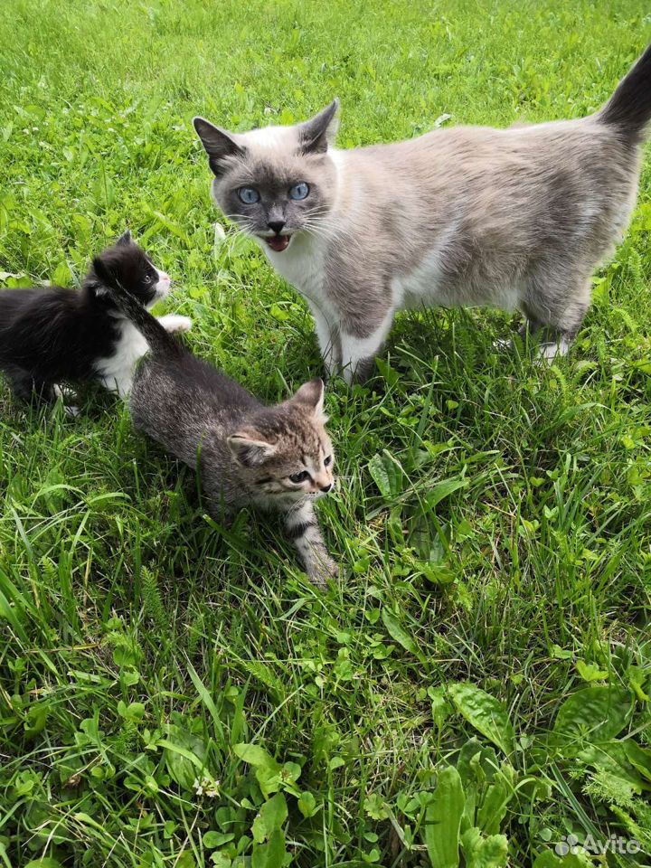 Котята