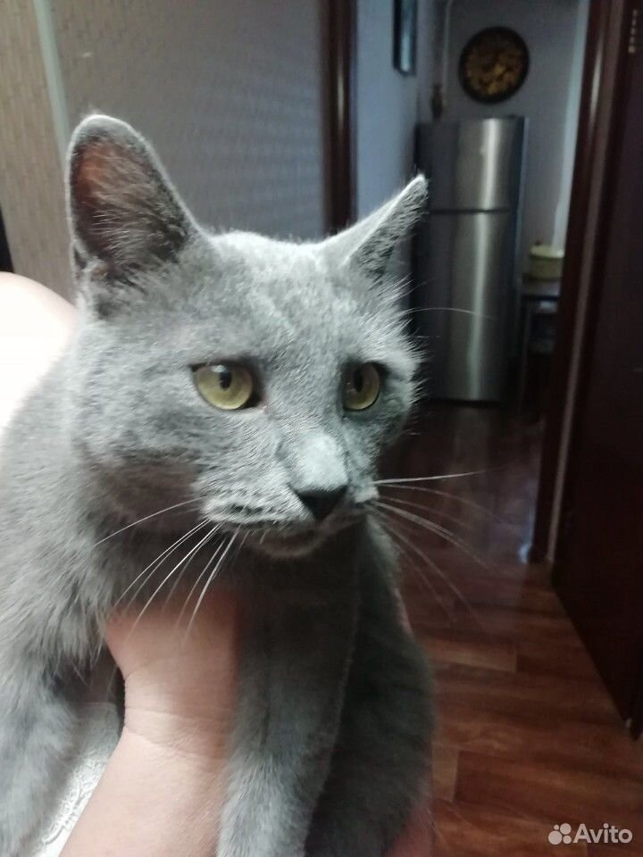 Кот в добрые руки