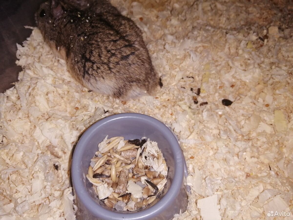 Джунгарский хомяк