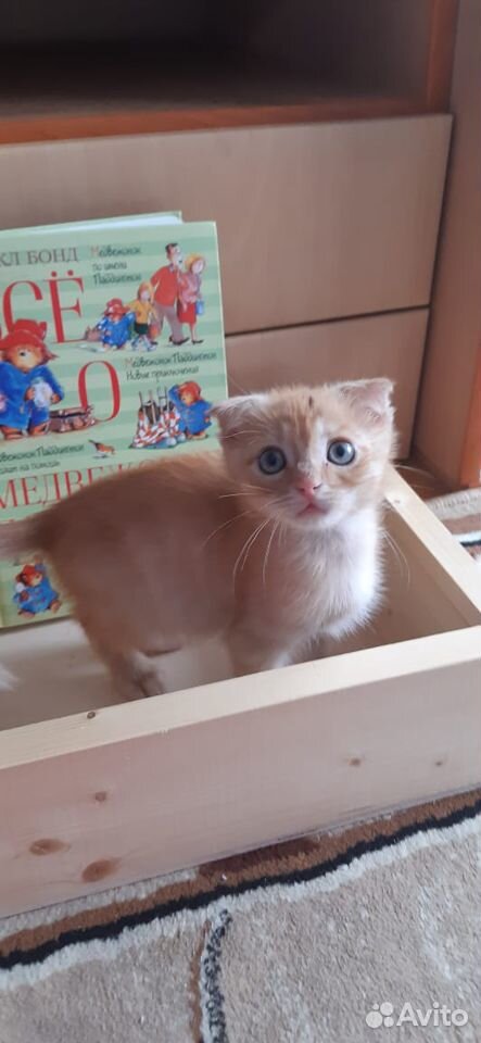 Рыжий котенок, отдаем в добрые руки