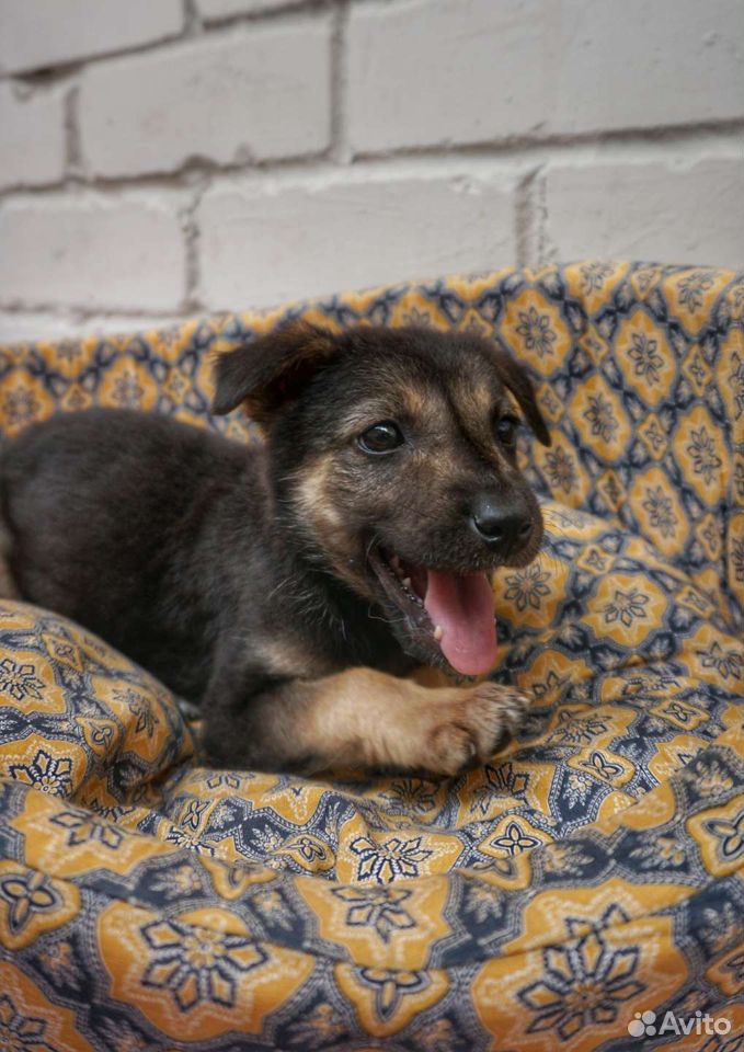 Булочка ищет семью