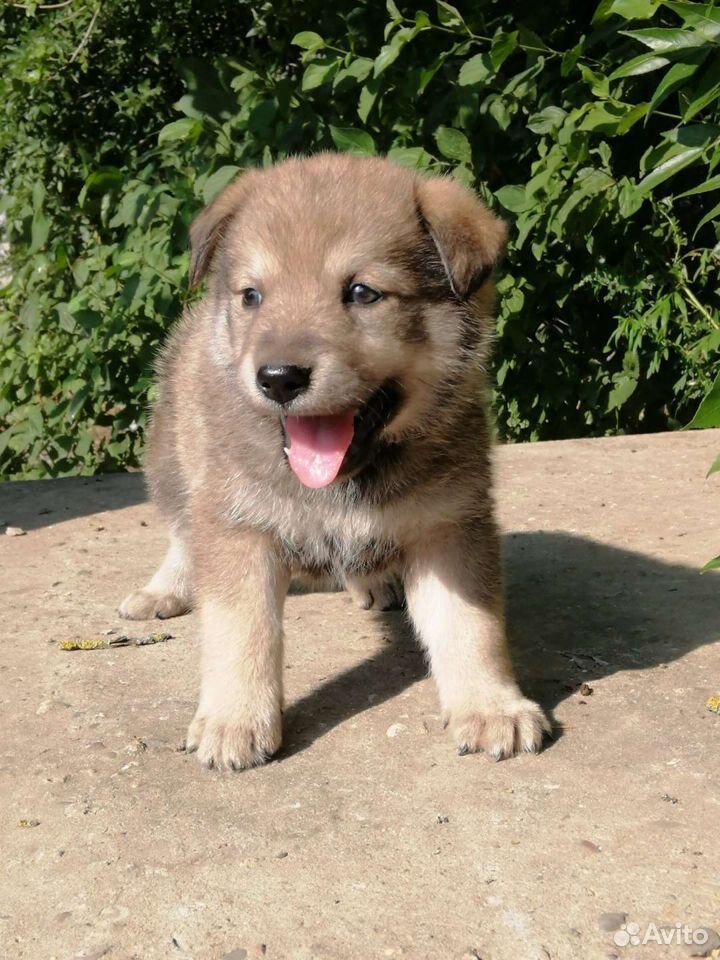 Щенок Труфель в добрые руки