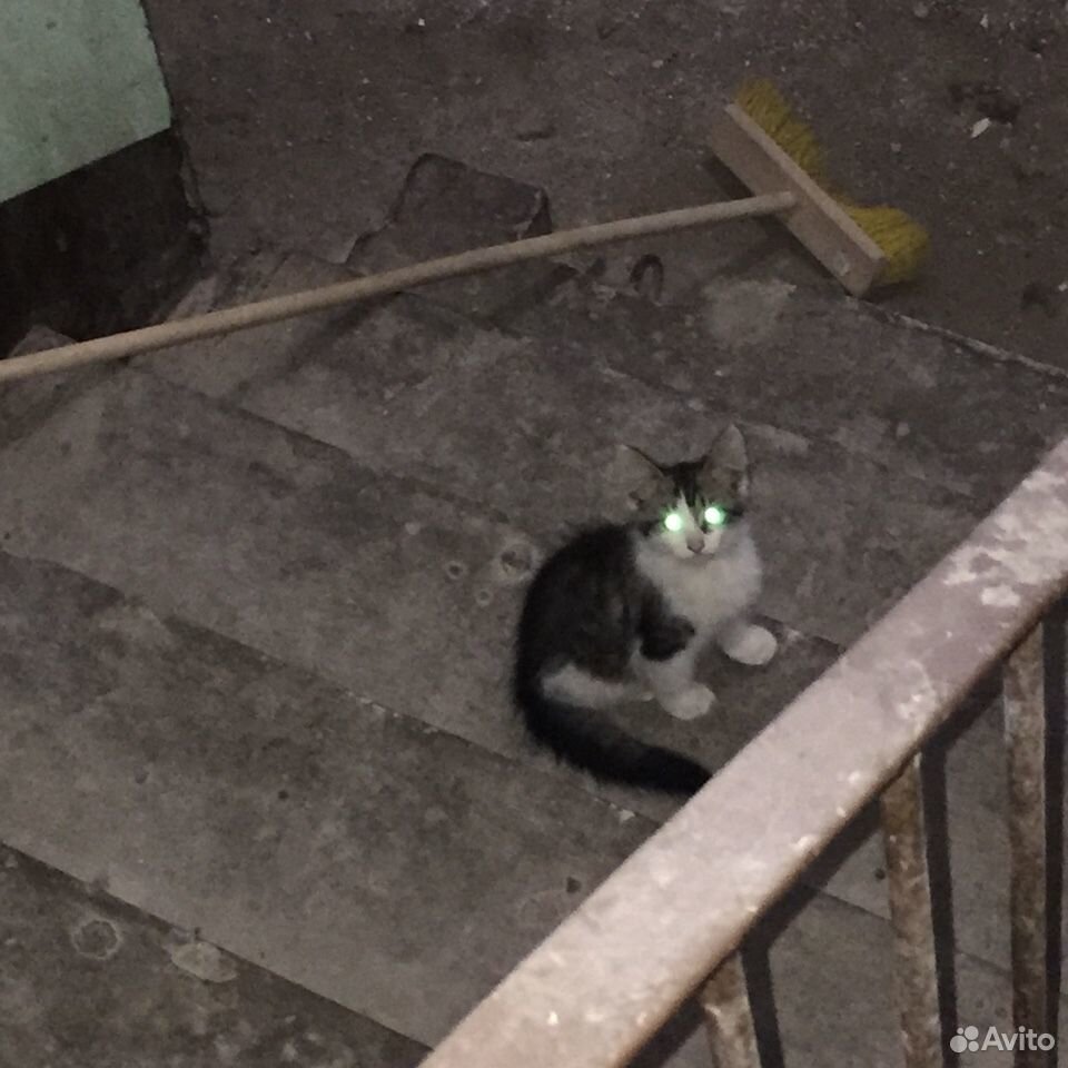 Помогите котятам выжить