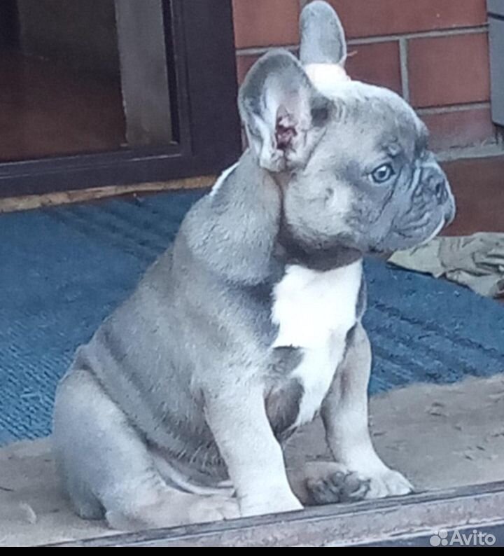 Голубой соболь, мальчик 3 мес