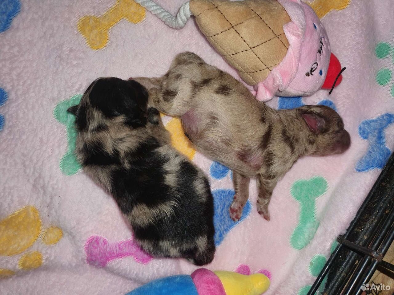 Мраморные мини малыши мальчик,девочка