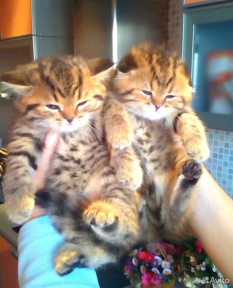 Прекрасные котята тигрята, супер Шотландцы
