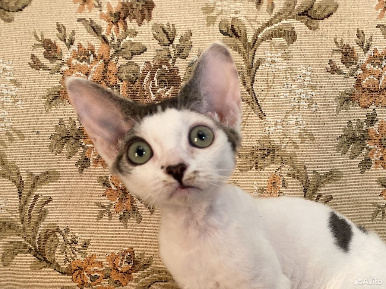 Девон-рекс кошечка в горошек