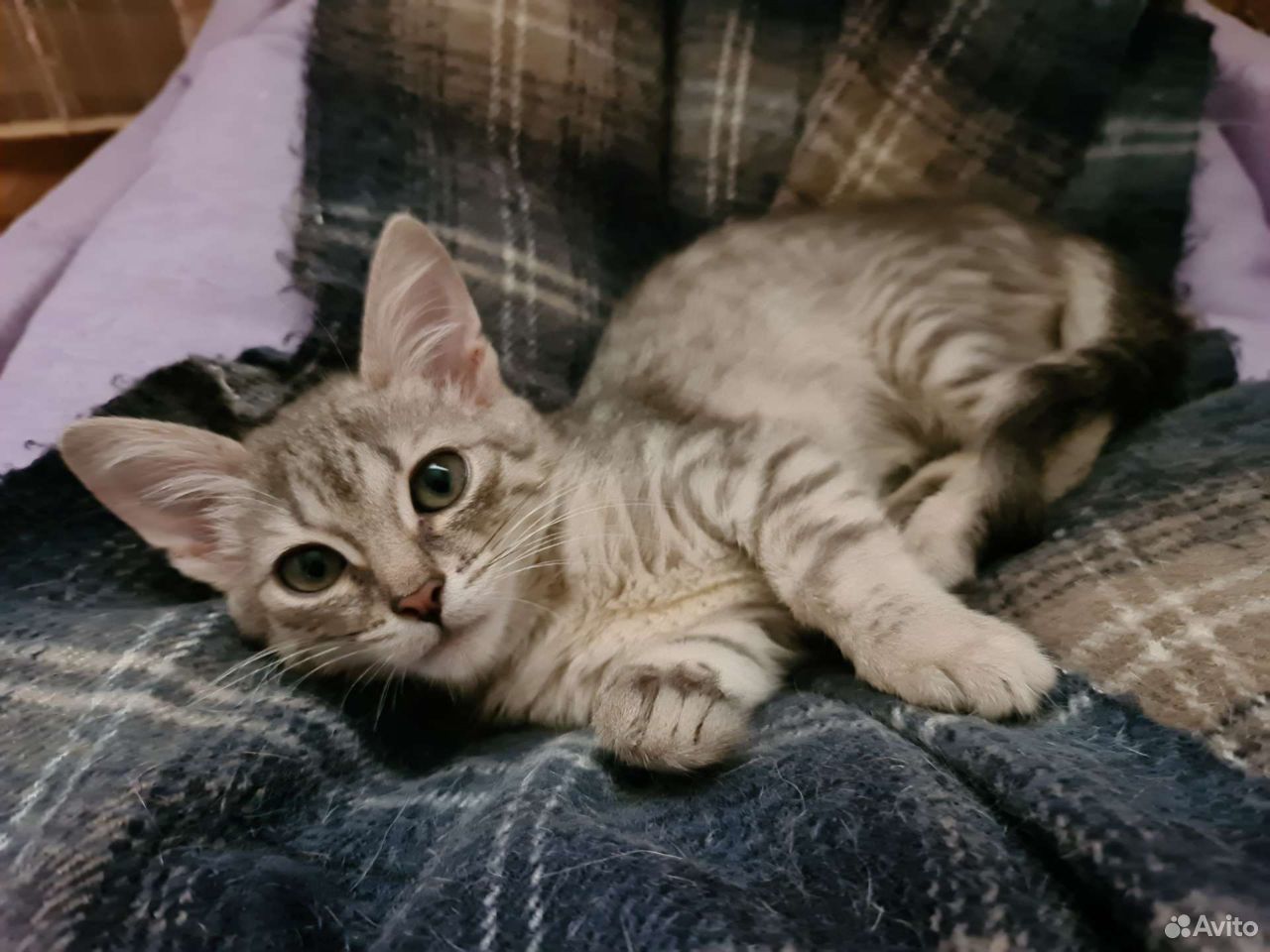 Котенок девочка серенькая 2 месяца