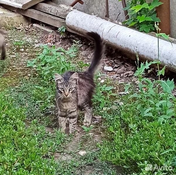 Тигровые котятки