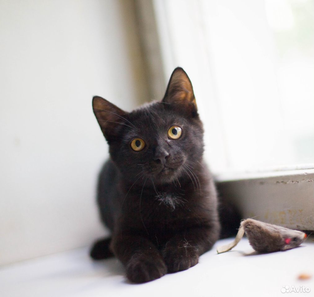 Черный котенок яша