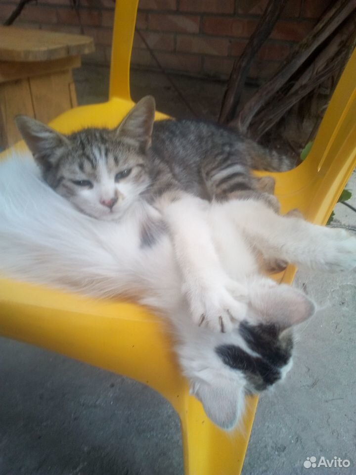 Кошка