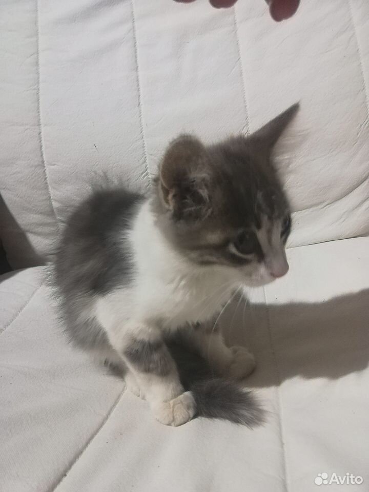 Малыш в добрые руки