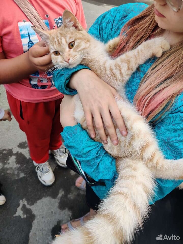 Найден котик, ищет хозяев