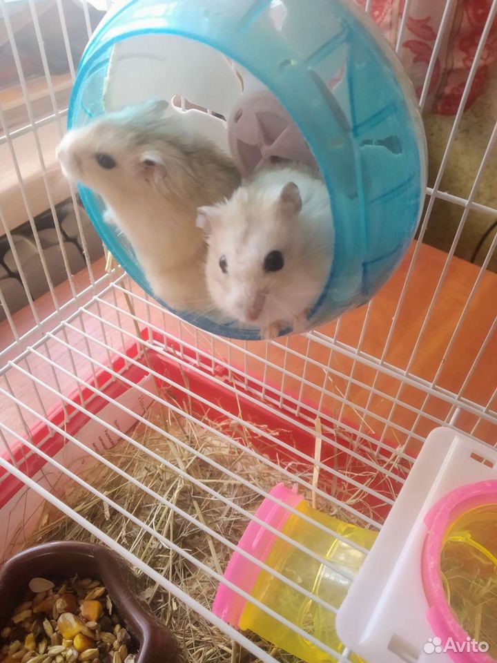 Джунгарский хомяк
