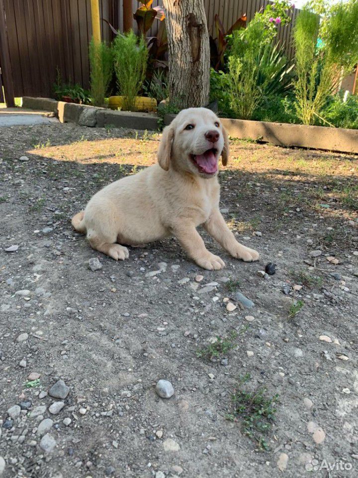 Детки лабрадора