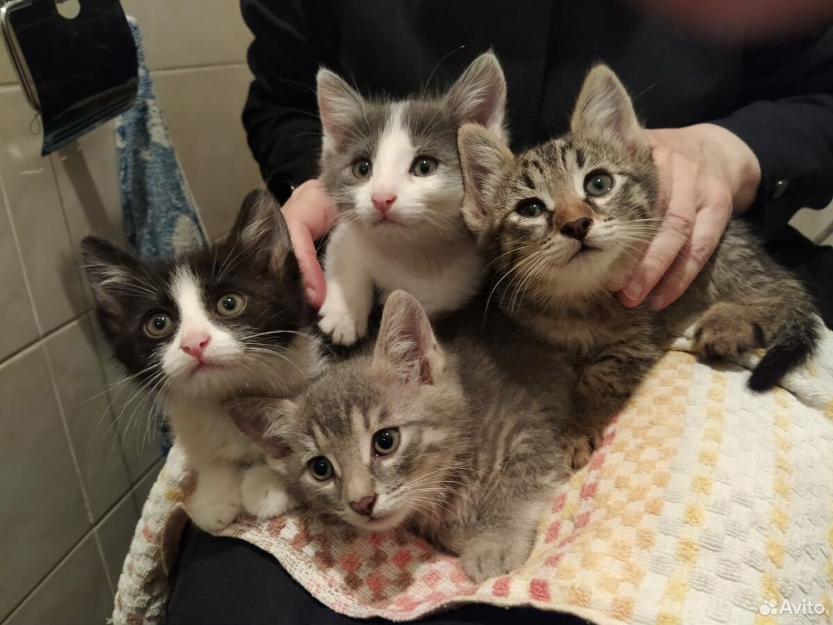 Котята очень нуждаются в помощт