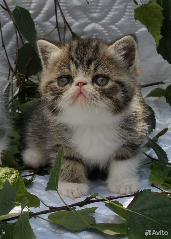 Экзотические короткошерстные котята