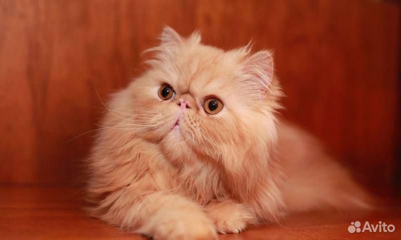 Нужен кот для вязки
