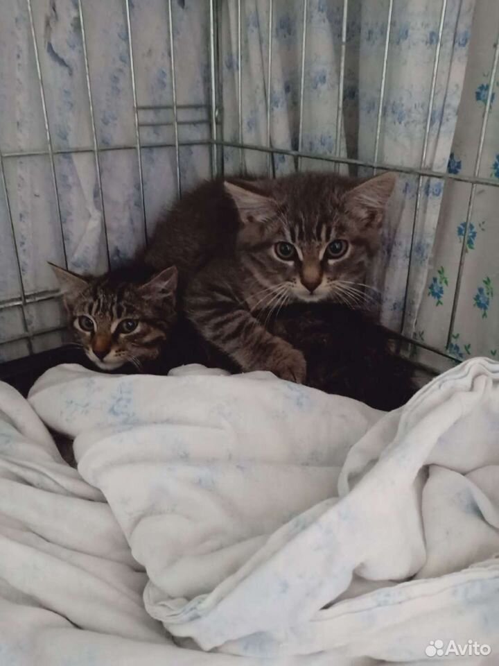 Мальчишкам нужен дом
