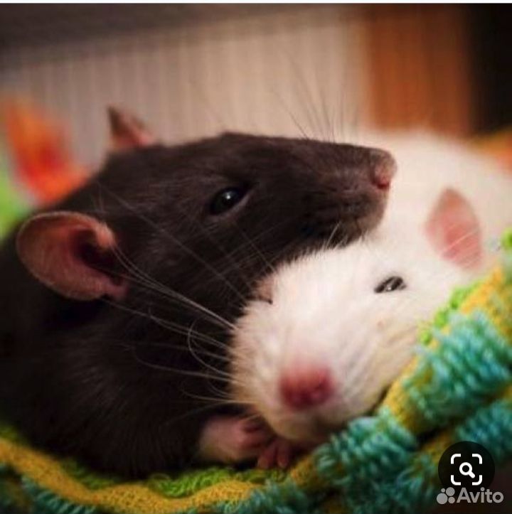 Крысы декоративные