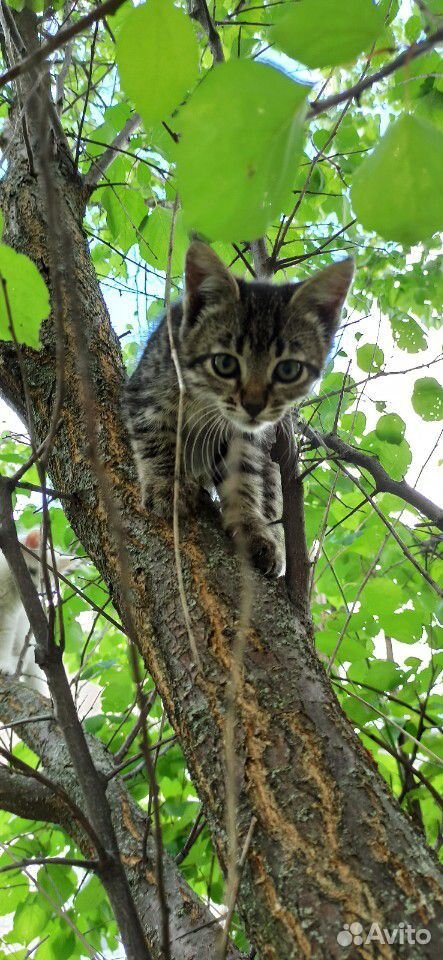 Серая полосатая кошечка