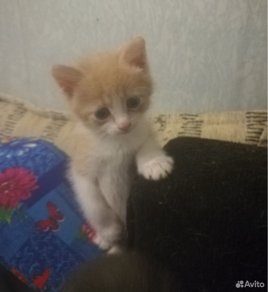Кошка