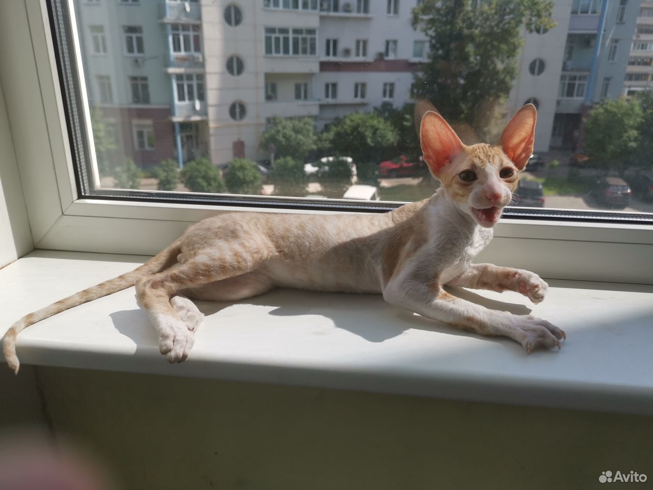 Корниш-рекс