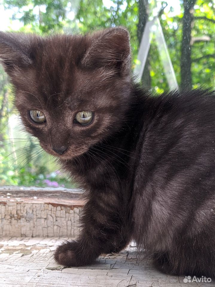 Котенок