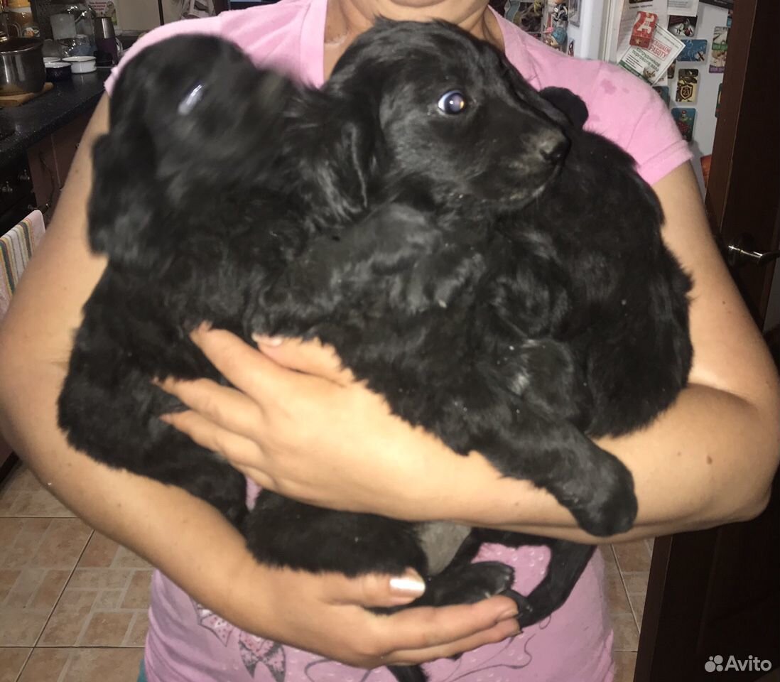 Смесь русского спаниеля и кокер