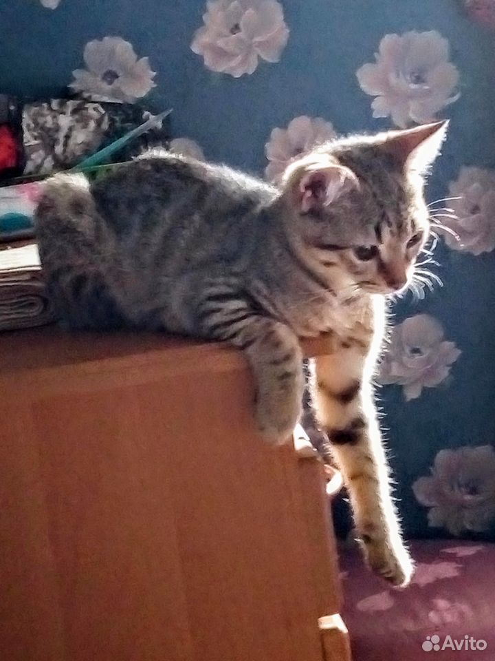 Котята от лысой кошки, помесь
