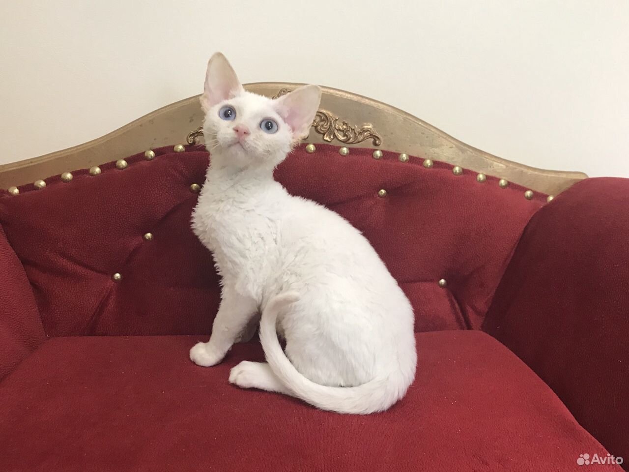 Девон рекс синеглазый Гном