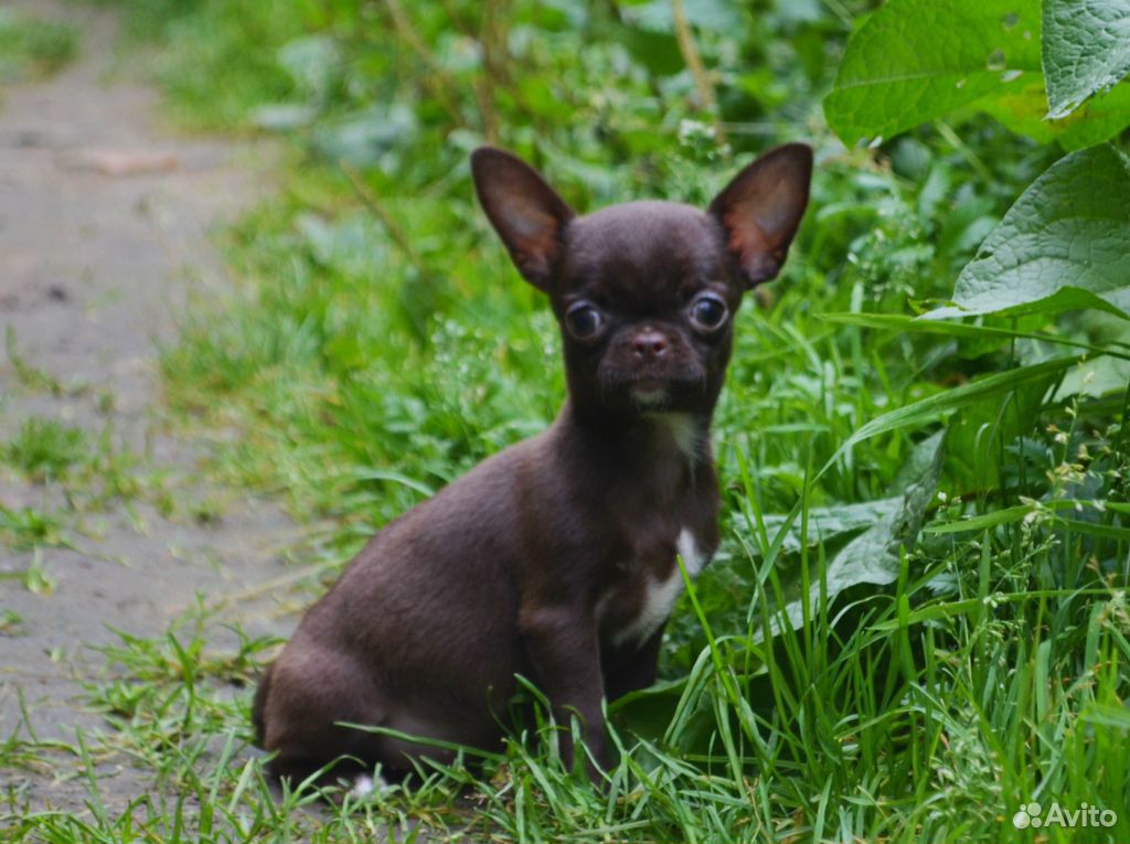 Крошечка-хаврошечка