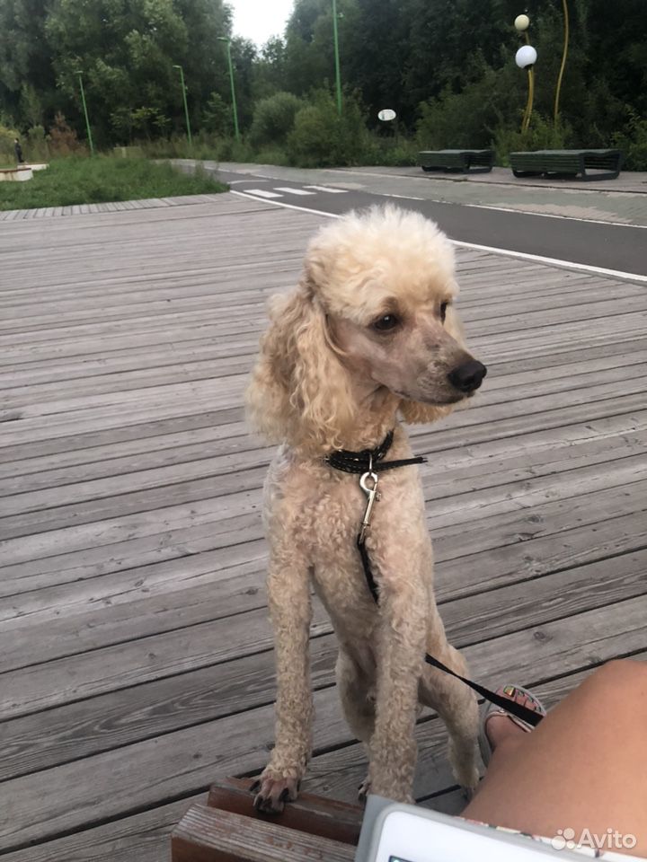 Кобель, нужна сучка для случки