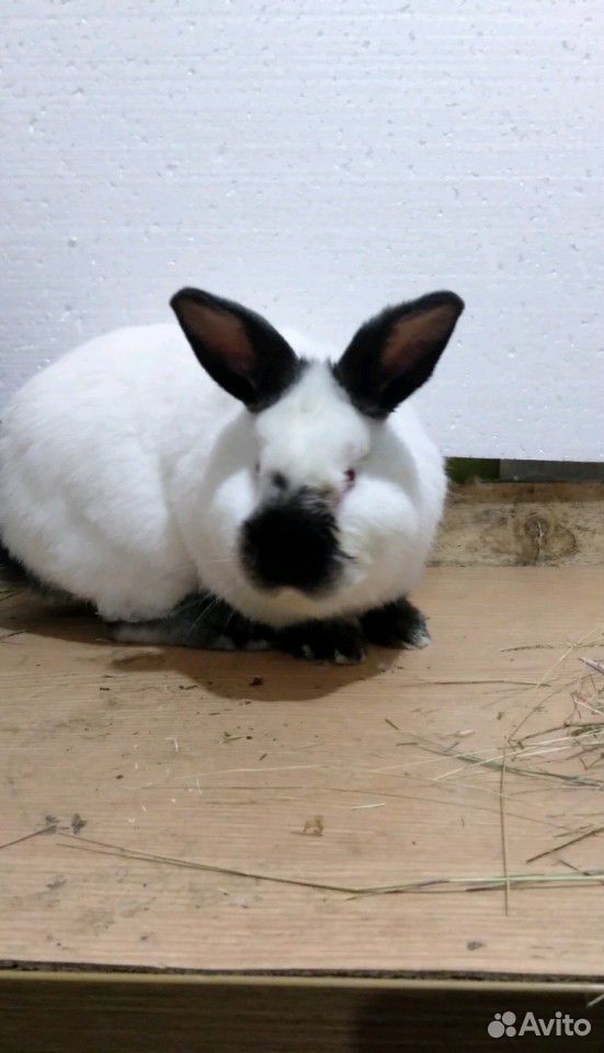 Калифорния