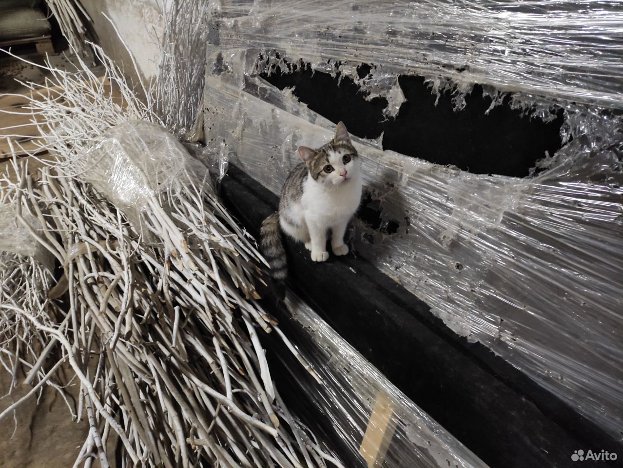 Котенок со склада (котенок в хорошие руки)