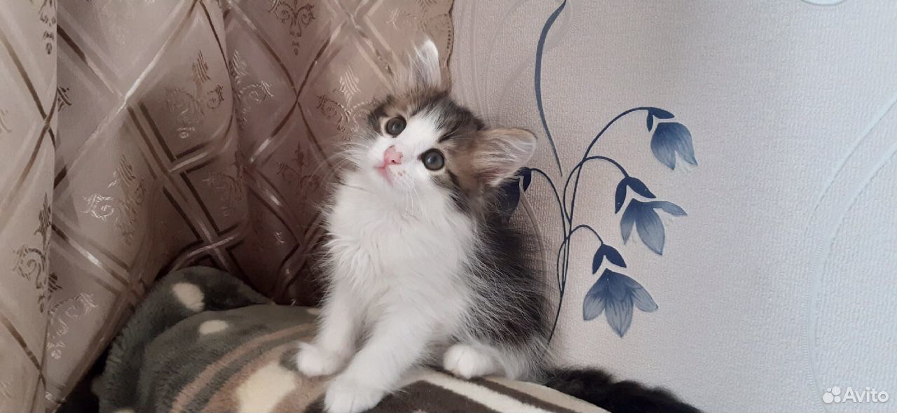 Котята