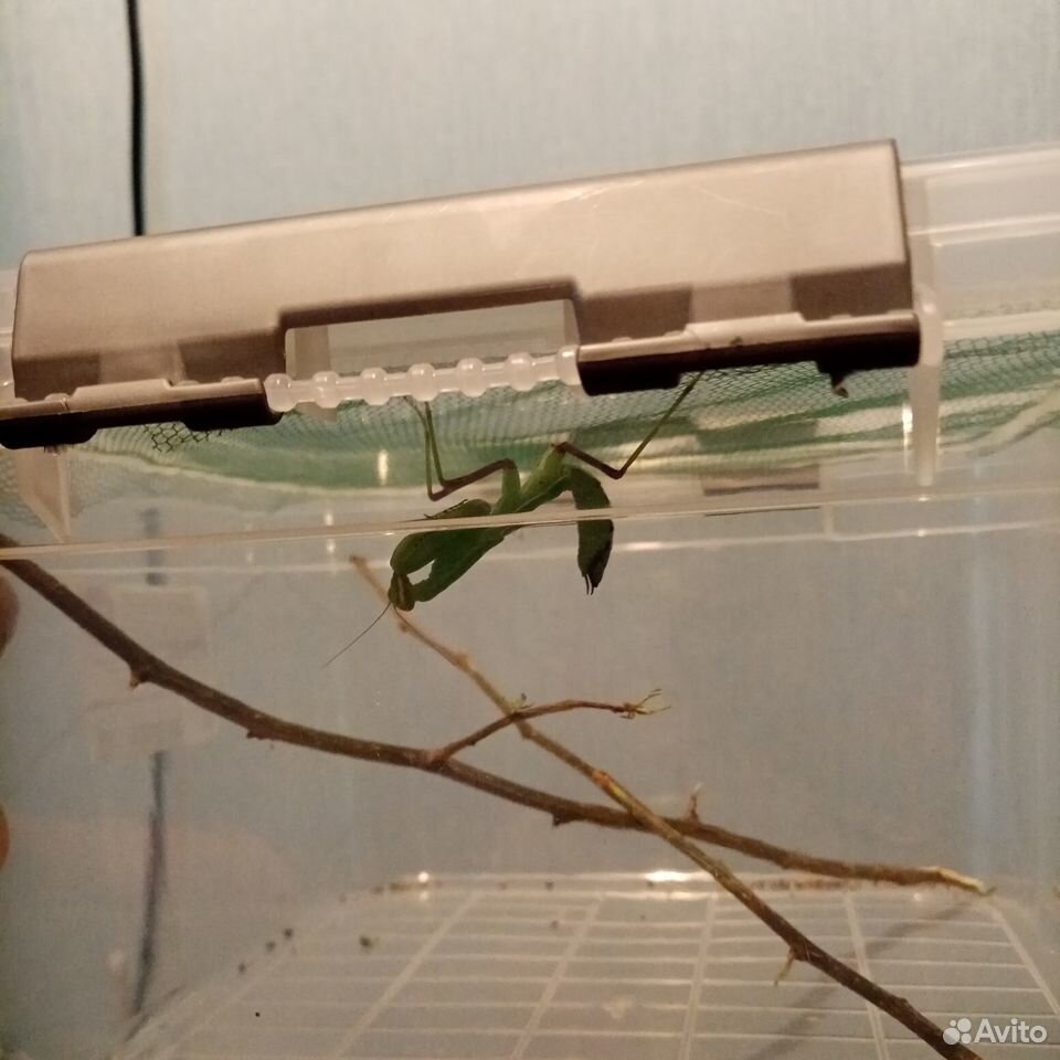 Отдам богомола