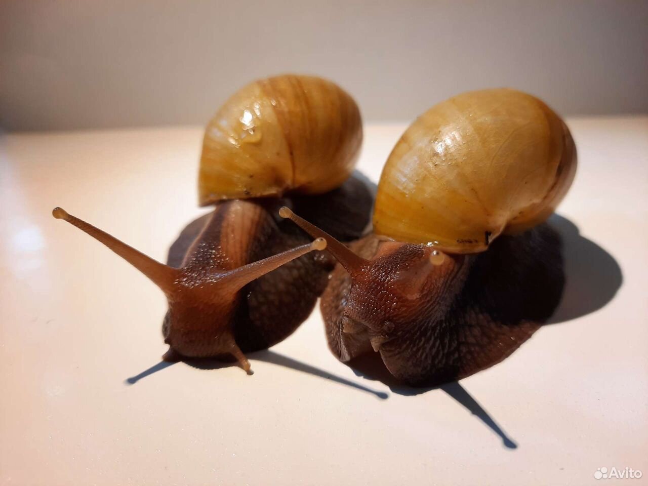 Улитки Ахатинки