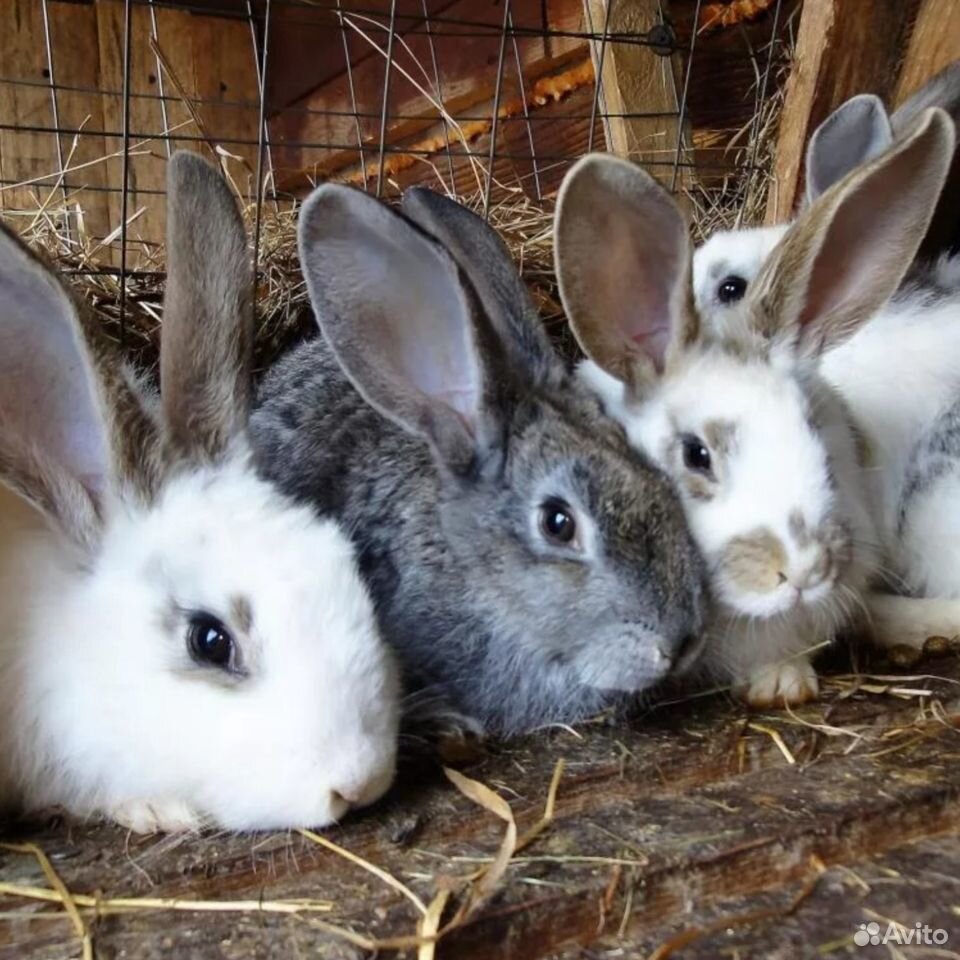 Утки, кролики(бабочки)