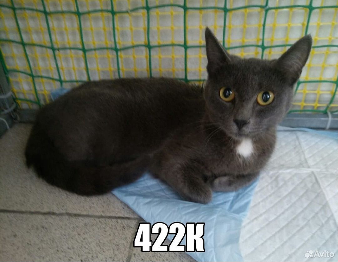 Кошка дымчатая 1 год