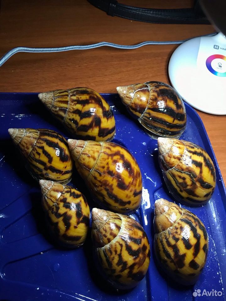 Улитки ахатина ахатина(тигр) стандарт